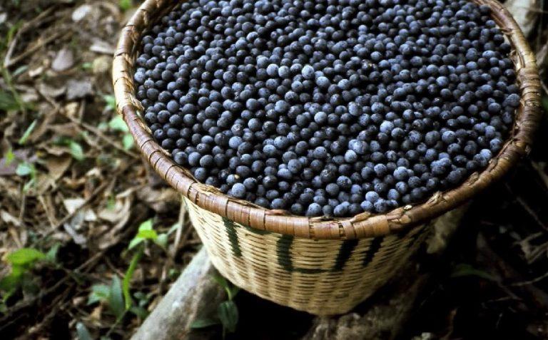 Bacche di Acai dove trovarle: proprietà capsule e polvere
