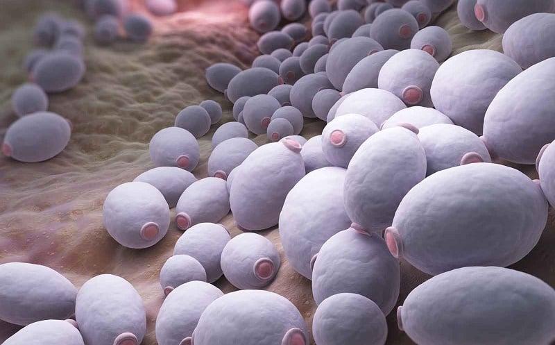 Candida Albicans: cos'è, sintomi, rimedi naturali e dieta